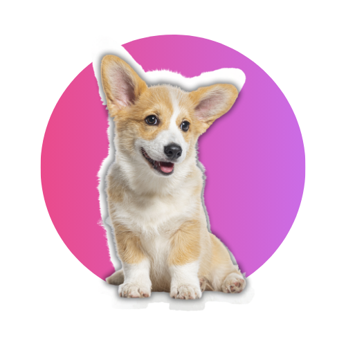 Perros – Wau Mascotas